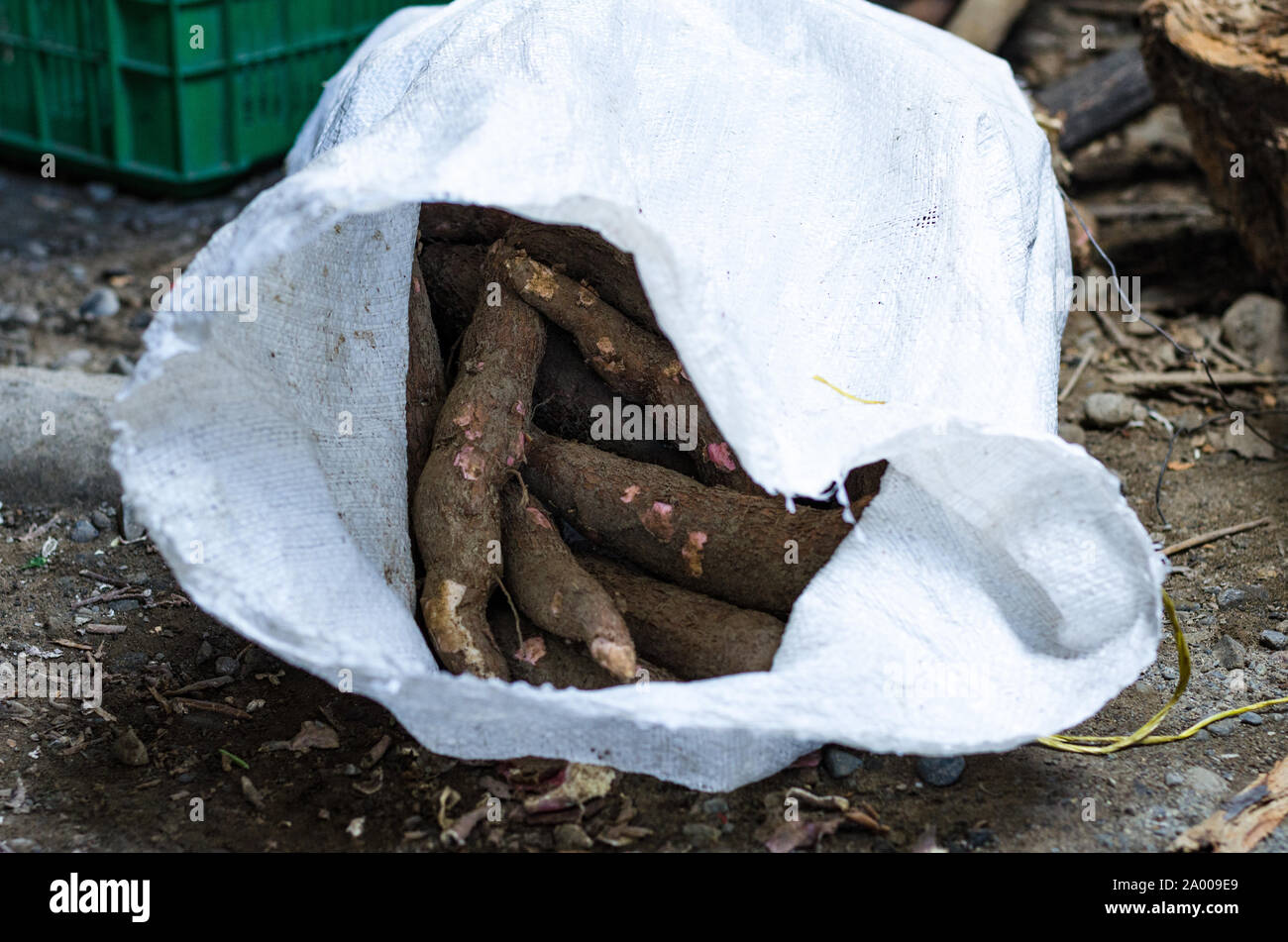 Cassava, also called manioc, yuca, balinghoy, mogo, mandioca, kamoteng ...