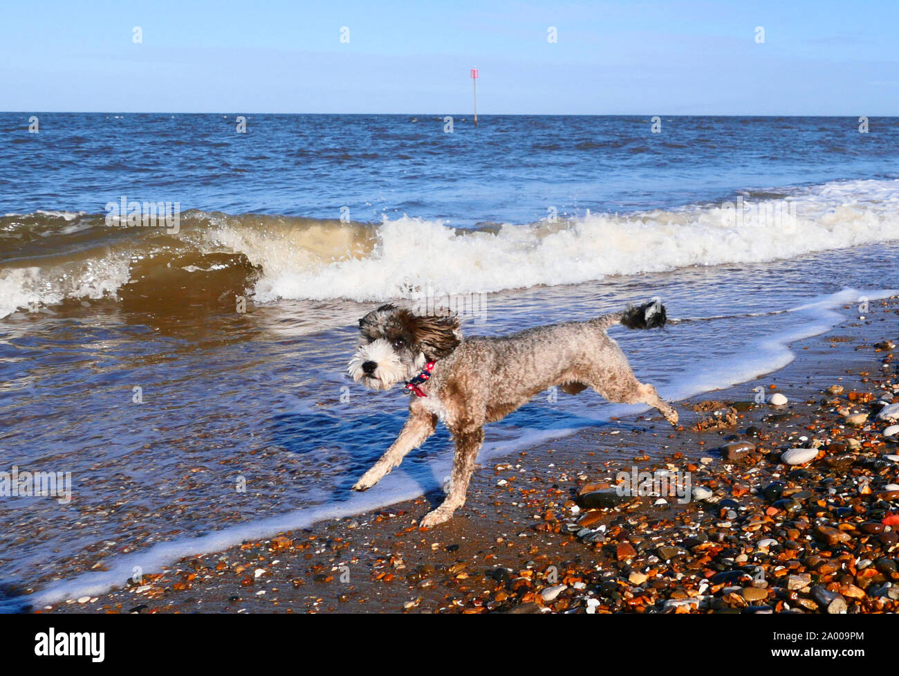 A beautiful sunny start to the day as Cookie the cockapoo dog goes for ...