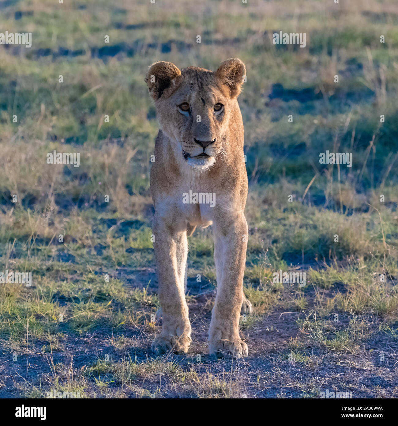 Asiatic Lion Hunting