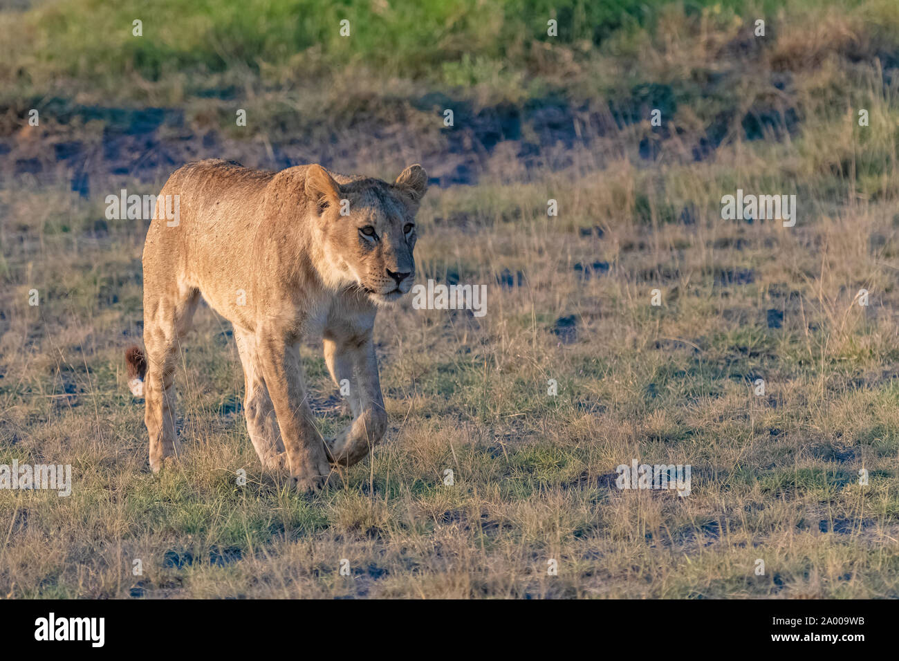 Savannah , lion , hunting hi-res stock photography and images - Alamy