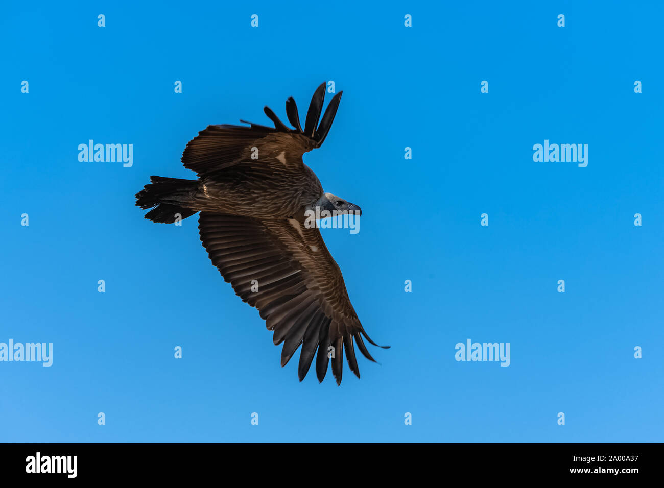 White-backed vulture, Gyps africanus, African bird flying in blue sky ...