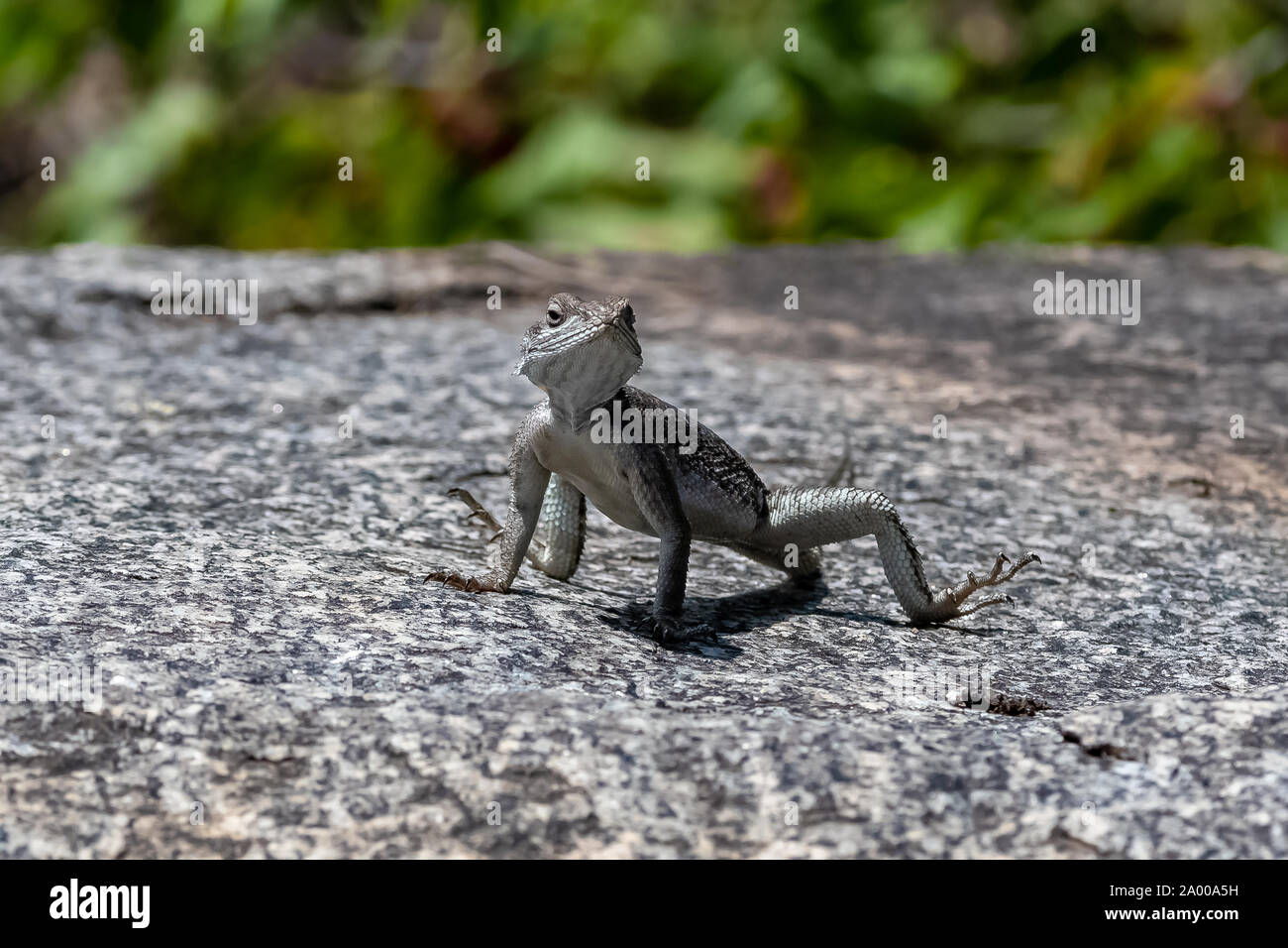 Rainbow lizard, Agama agama, colorful lizard standing in Africa, female ...