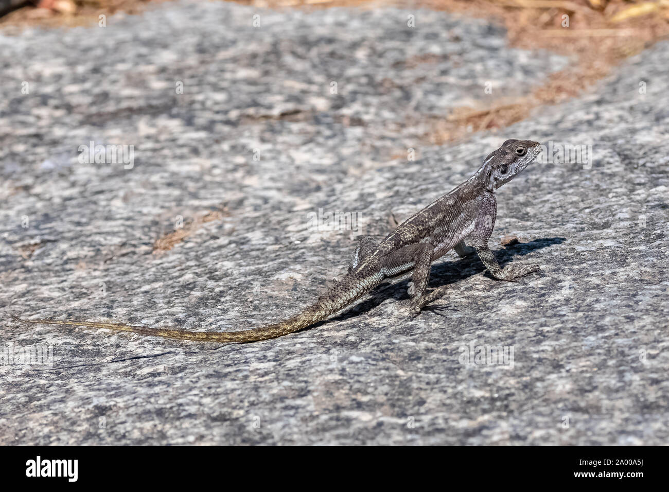 Rainbow lizard, Agama agama, colorful lizard standing in Africa, female ...