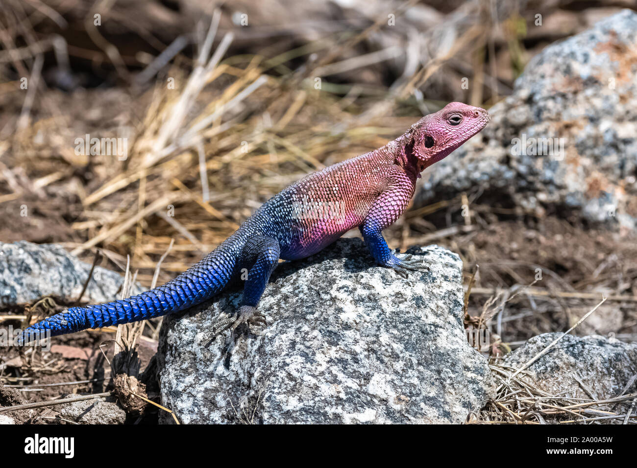 Rainbow lizard, Agama agama, colorful lizard standing in Africa, male ...