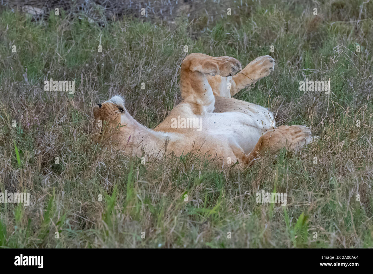 lioness on the back, lioness rolling on the back Stock Photo - Alamy