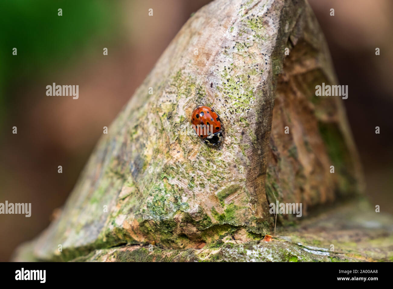 Red with black spots ladybug Stock Photo - Alamy