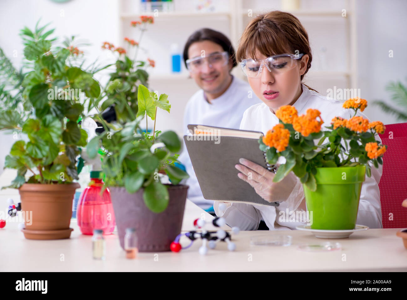 The two young botanist working in the lab Stock Photo - Alamy