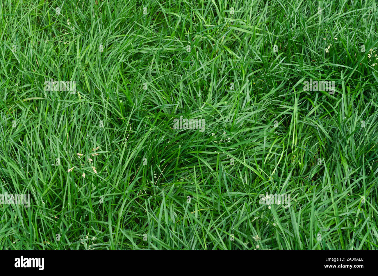 Background image of lush green grass on the lawn Stock Photo - Alamy