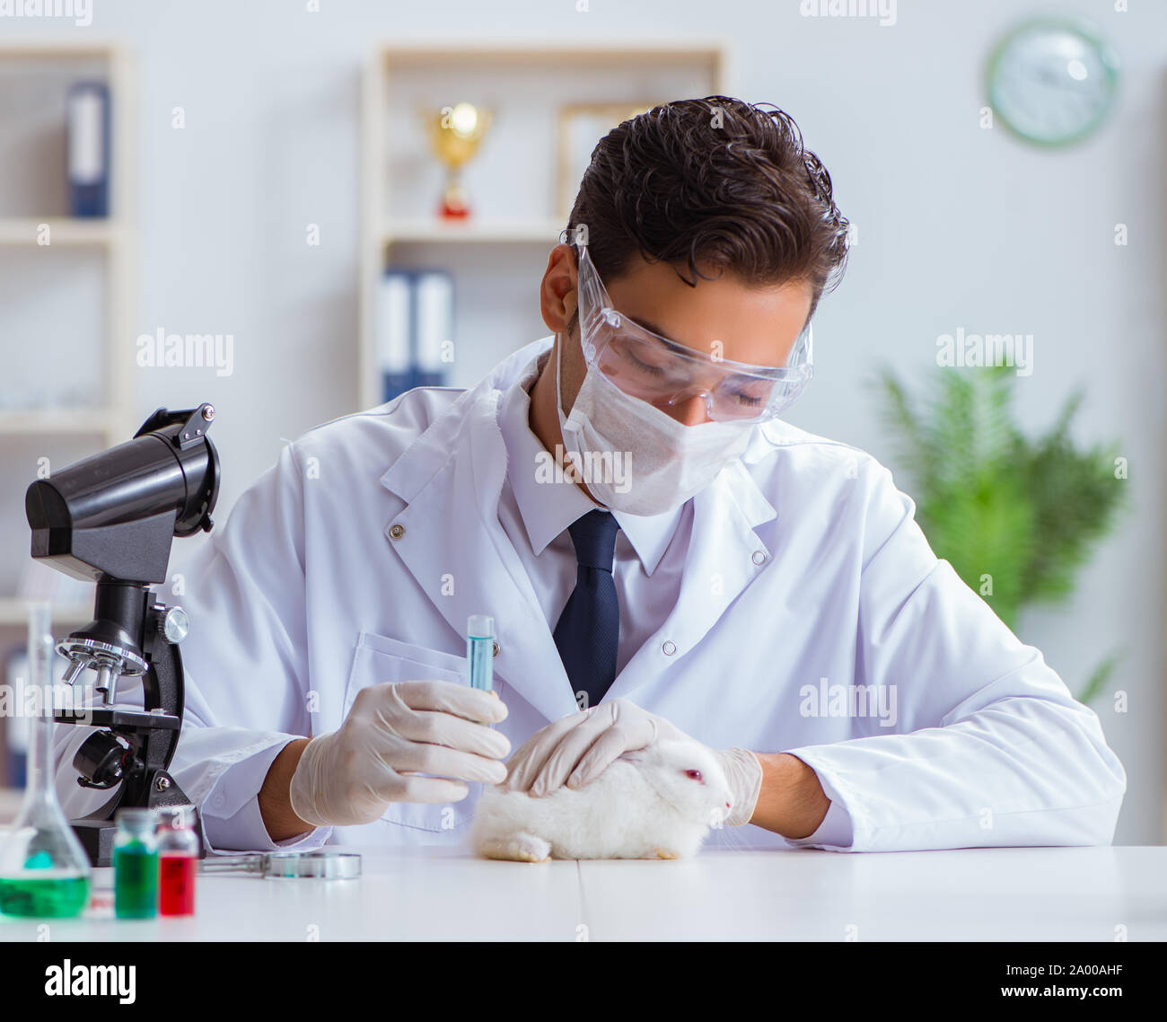 The vet doctor examining rabbit in pet hospital Stock Photo - Alamy