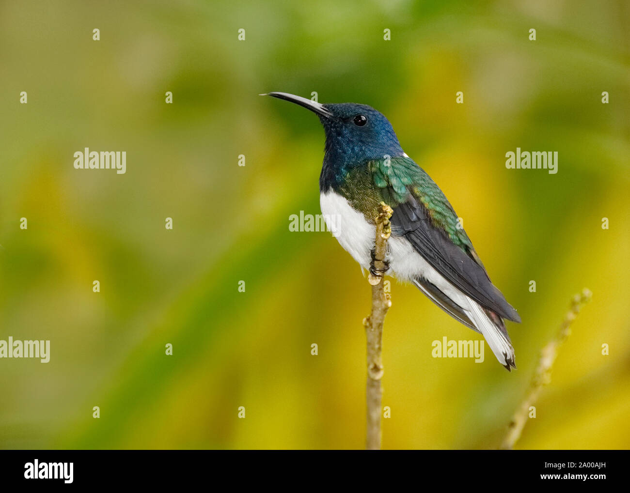 White-necked Jacobin (Ensifera ensifera) - Ecuador Stock Photo - Alamy
