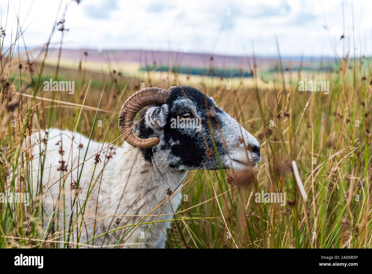 White ram sheep long horns hi-res stock photography and images - Alamy