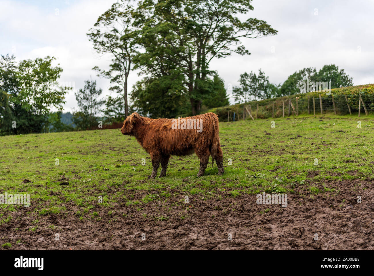 Highland cow standing Stock Photo - Alamy