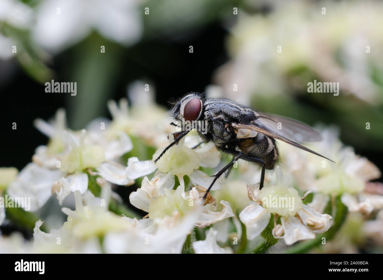 Stomoxys calcitrans muscidae hi-res stock photography and images - Alamy