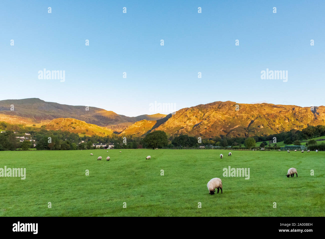 Sheep eating grass lake district hi-res stock photography and images ...