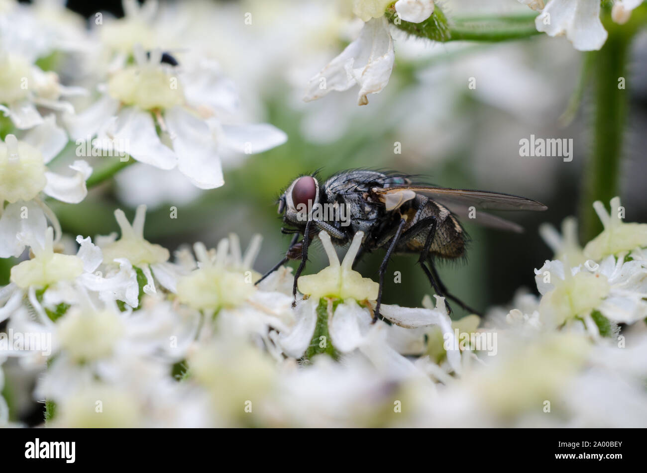 Stomoxys calcitrans, macro of a stable fly on a flowering plant Stock ...