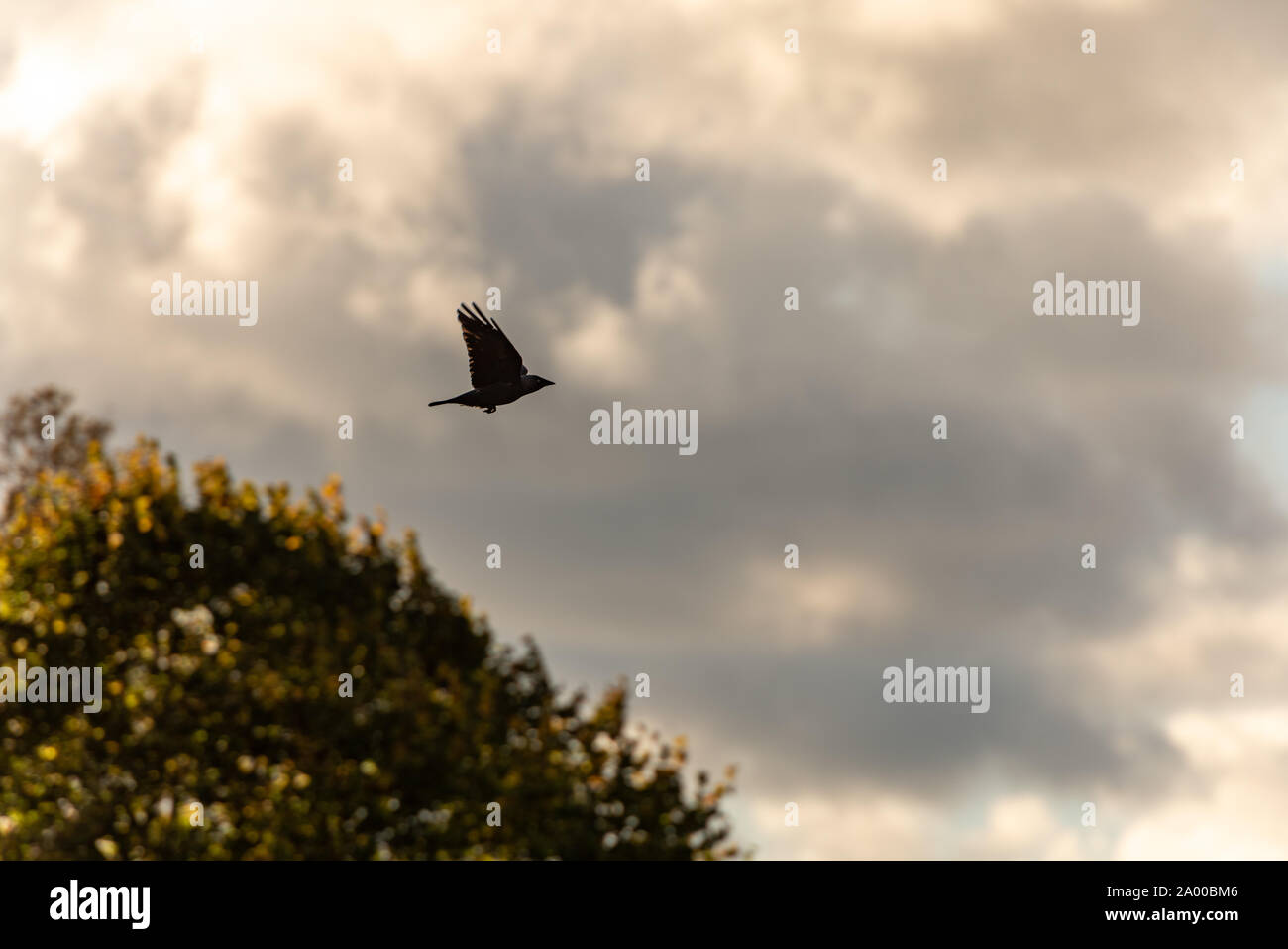 Crow flying through the air Stock Photo - Alamy