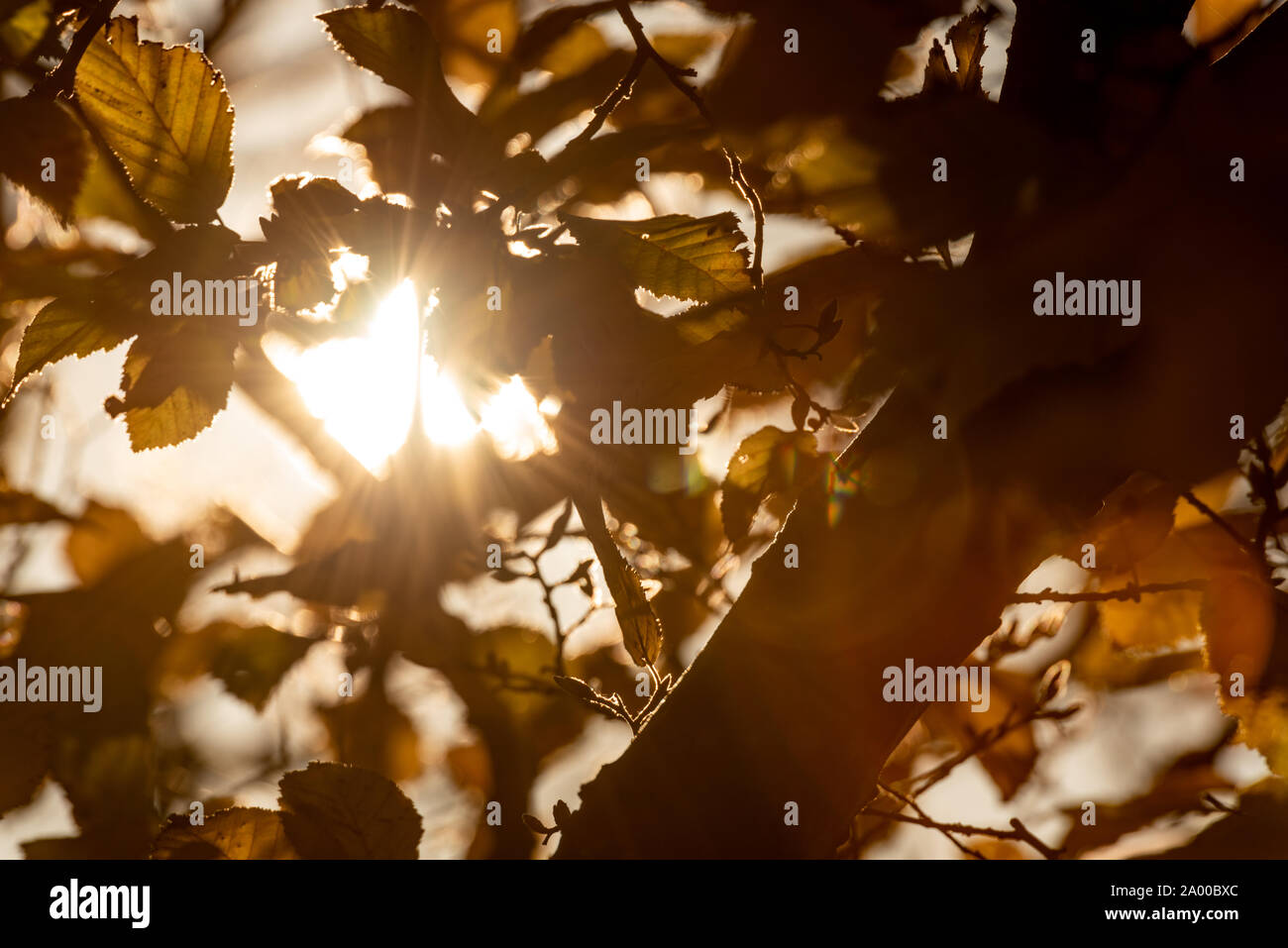 Fall through the gaps hi-res stock photography and images - Alamy