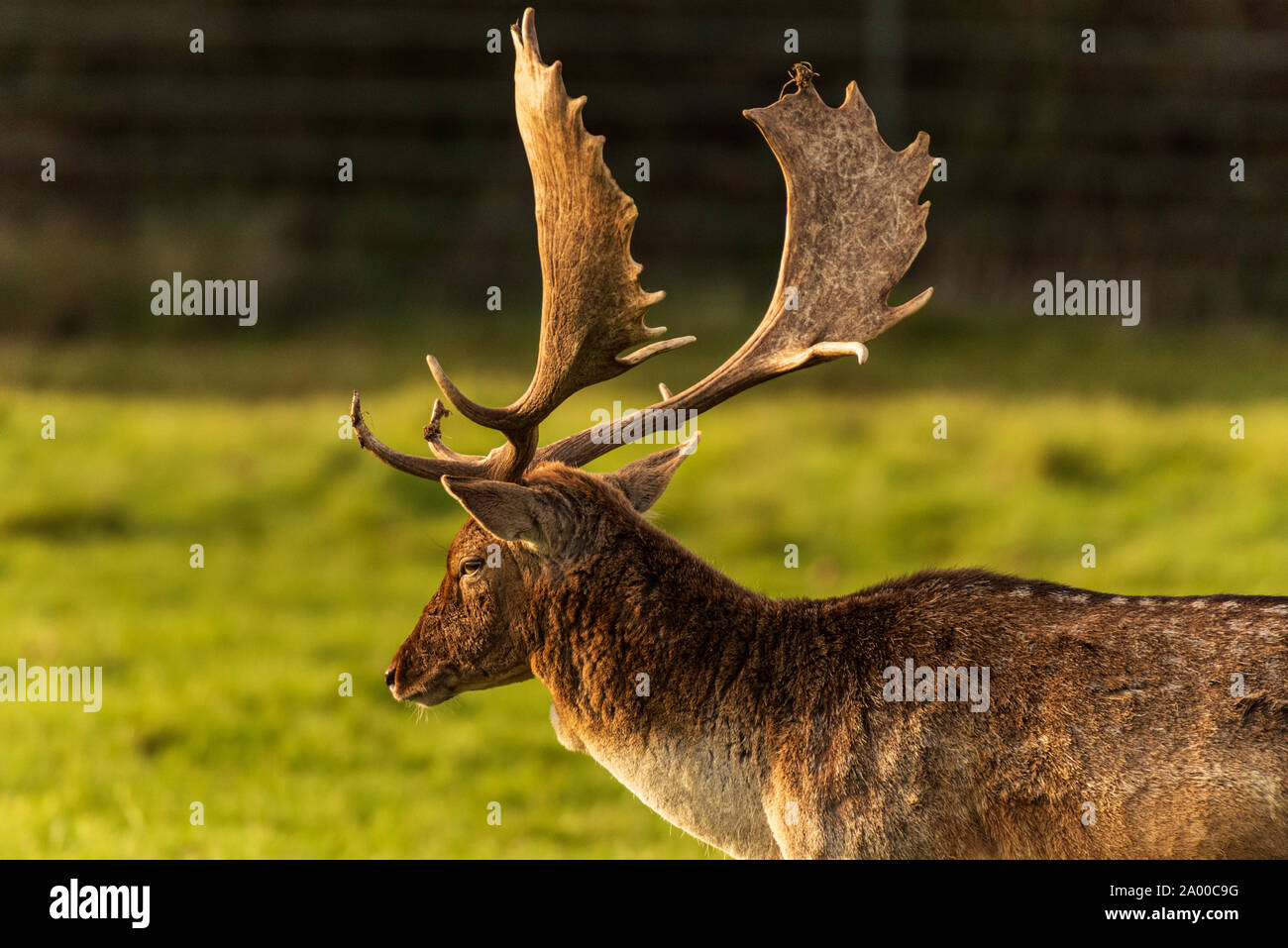 Close up of male deer looking back at the camera Stock Photo - Alamy