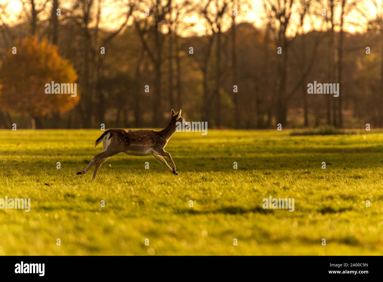 Calf running hi-res stock photography and images - Alamy