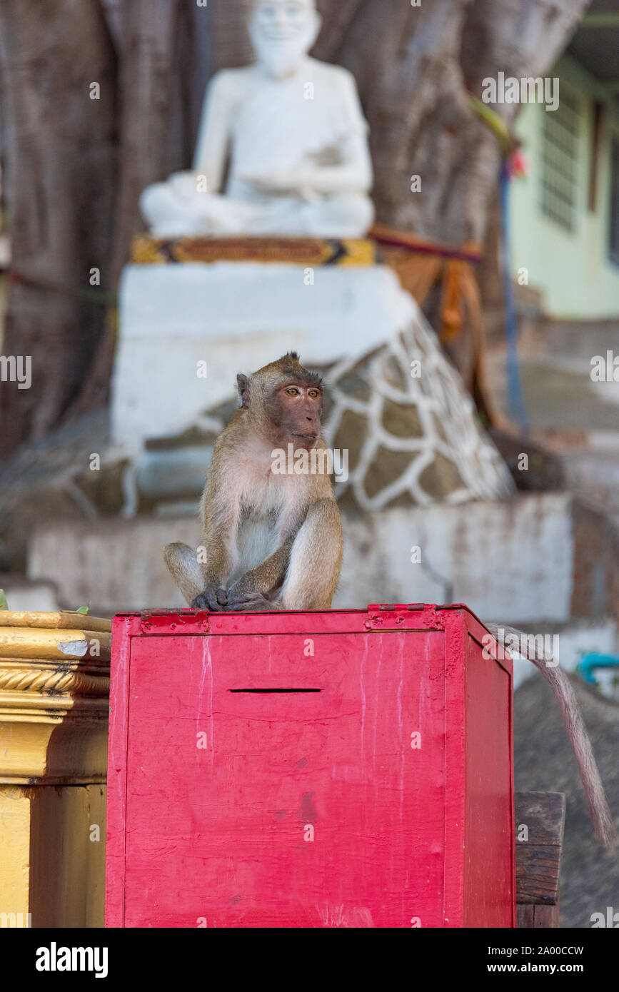 Monkey holding camera hi-res stock photography and images - Alamy