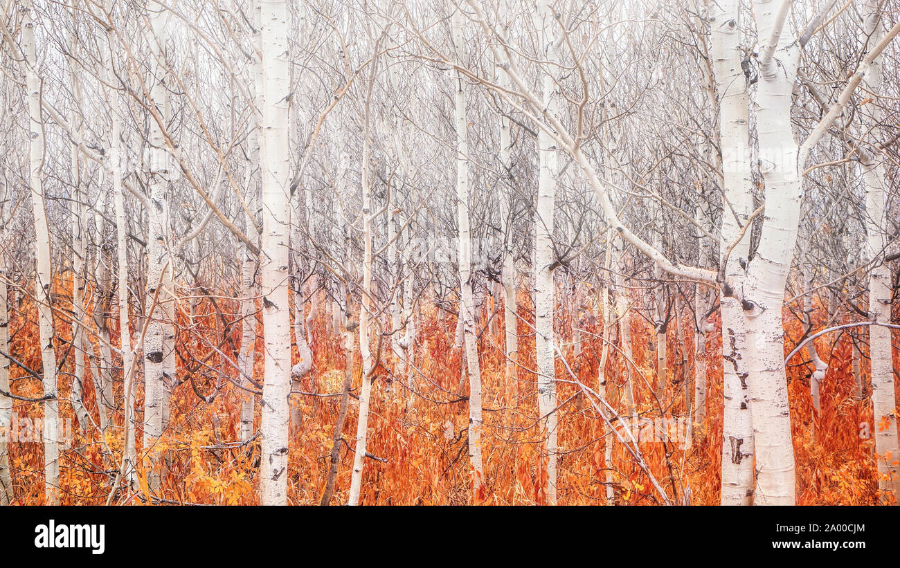 A large stand of aspen trees in Wyoming after their autumn foliage has ...