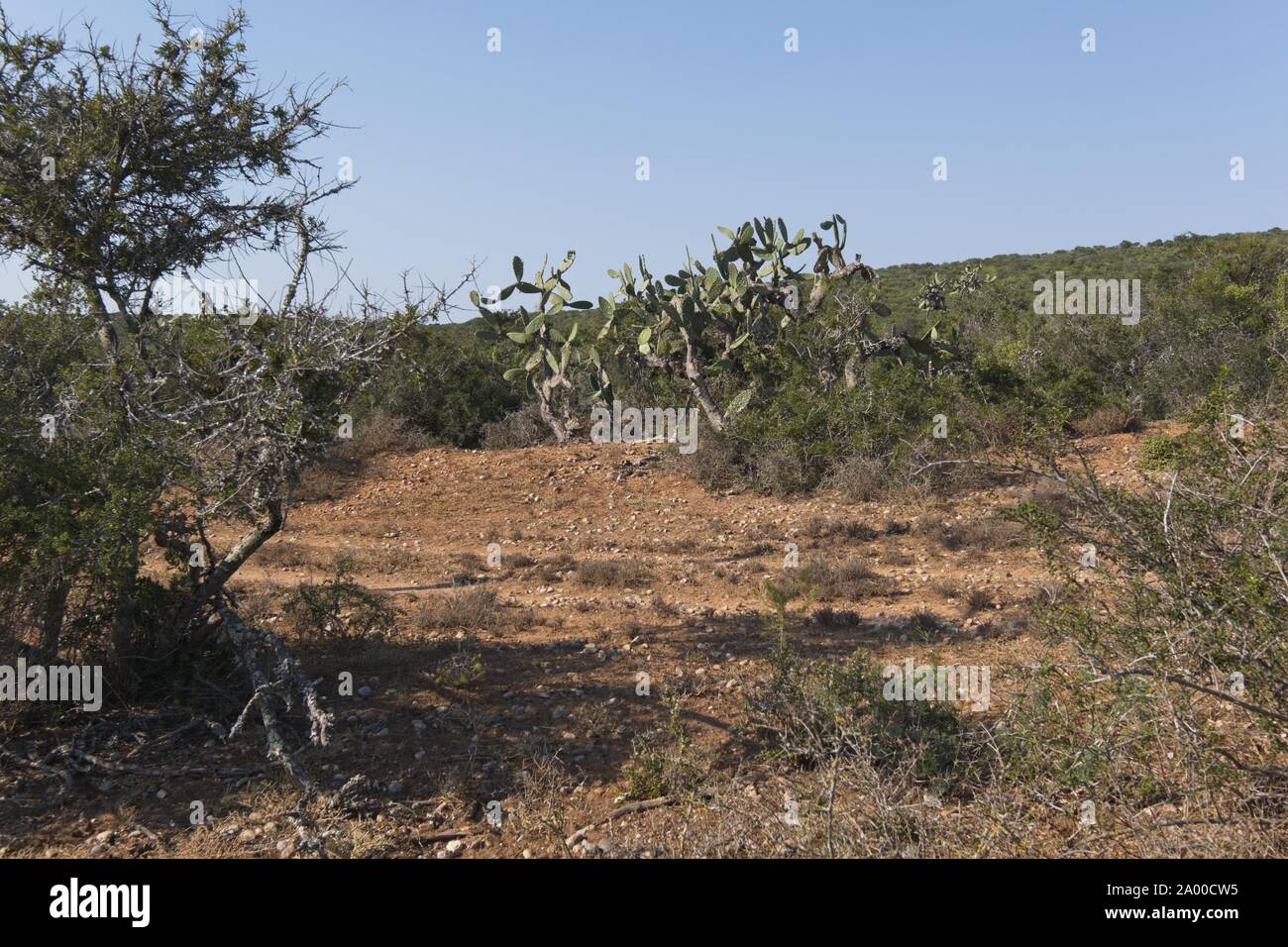 Cactus growing amongst the Karoo bush Stock Photo - Alamy