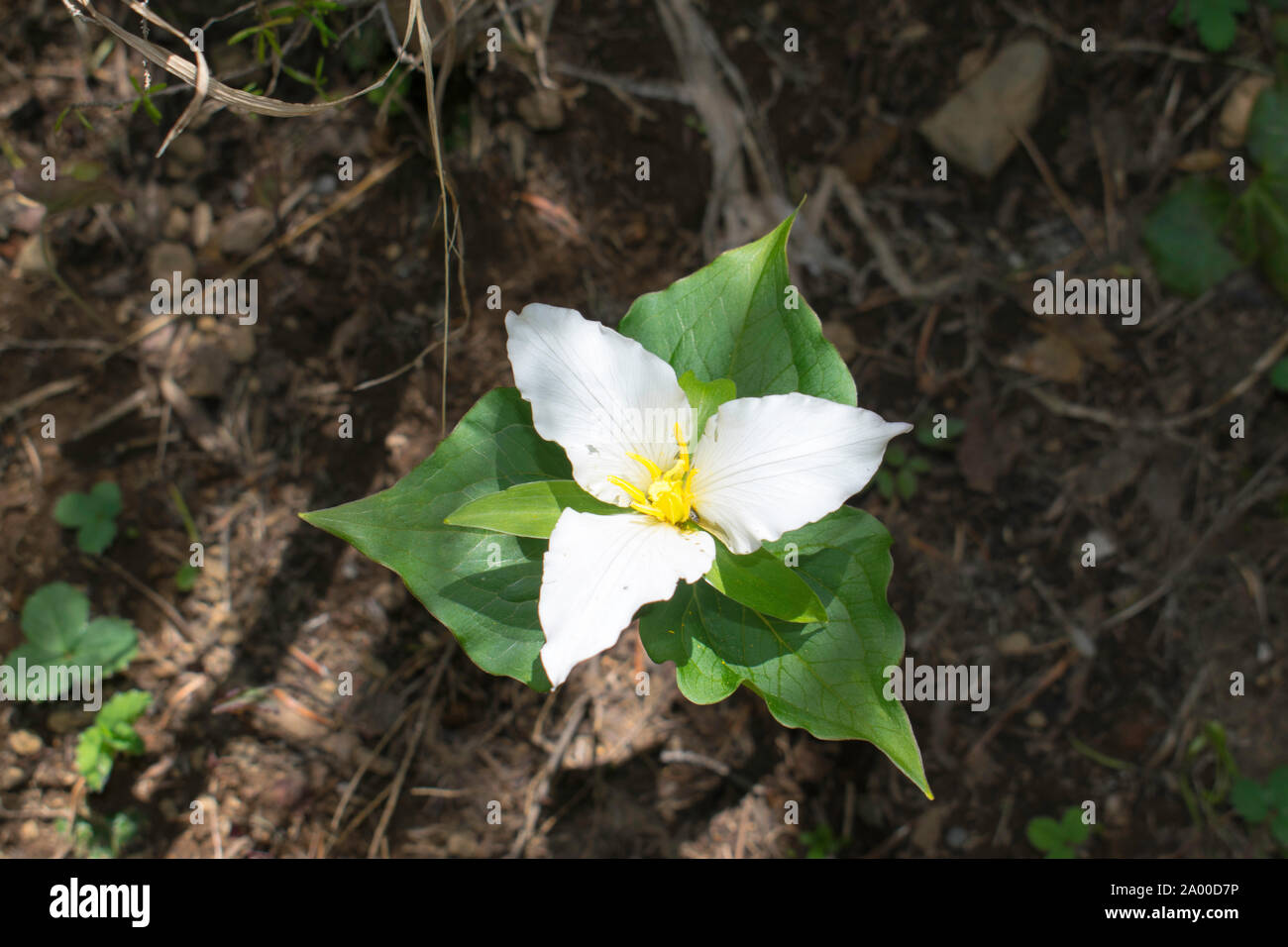 Three petal flower hi-res stock photography and images - Alamy