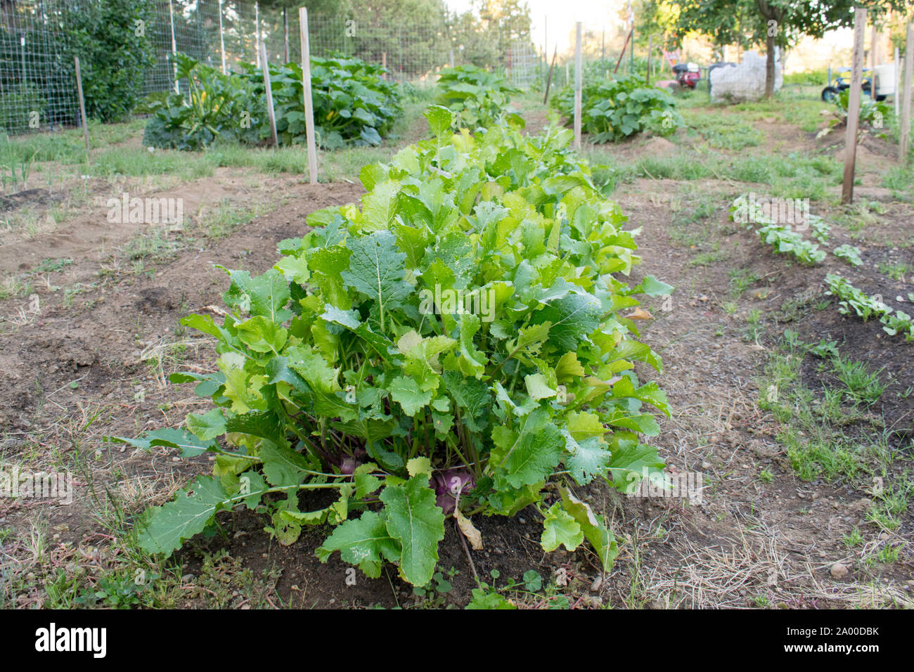 Turnip plant growing in a garden on a homestead Stock Photo - Alamy