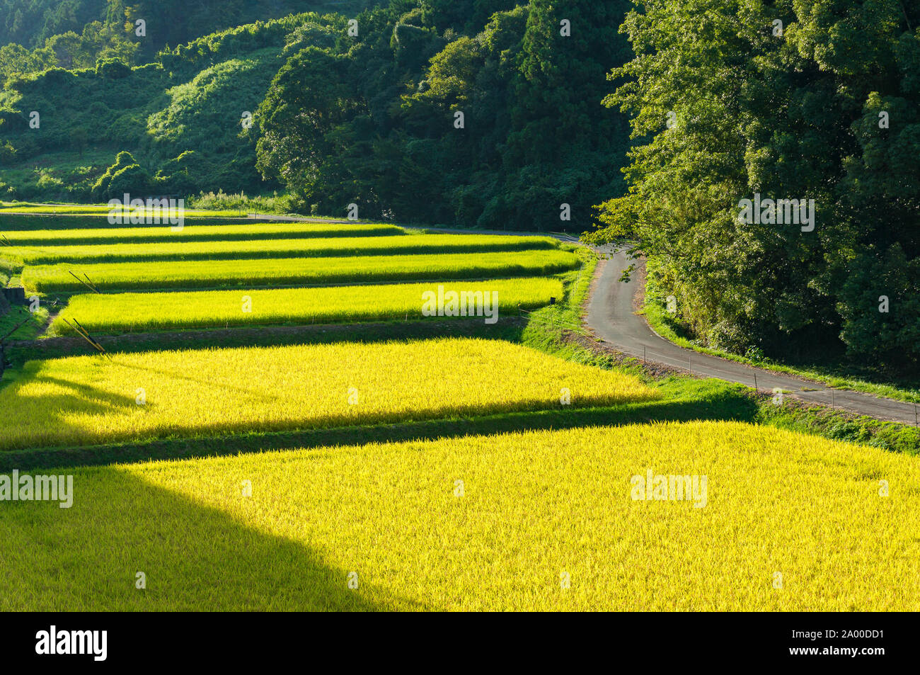 Land Japan Can Use For Agriculture at Bobby Richardson blog