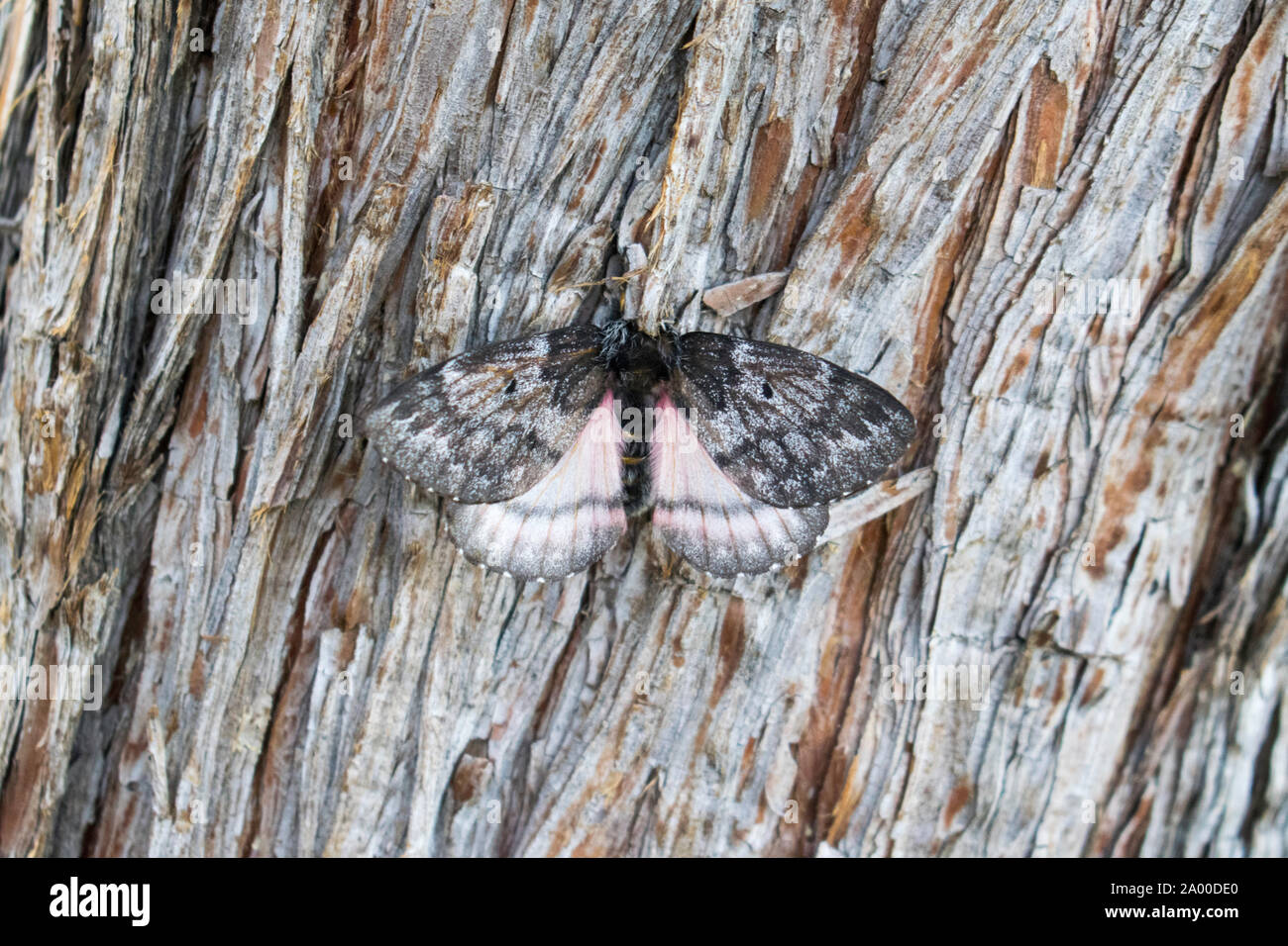 Tree bark moth hi-res stock photography and images - Alamy