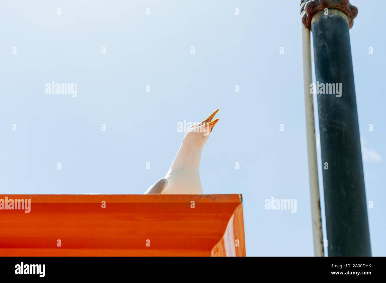 Seagull on top of pole hi-res stock photography and images - Alamy