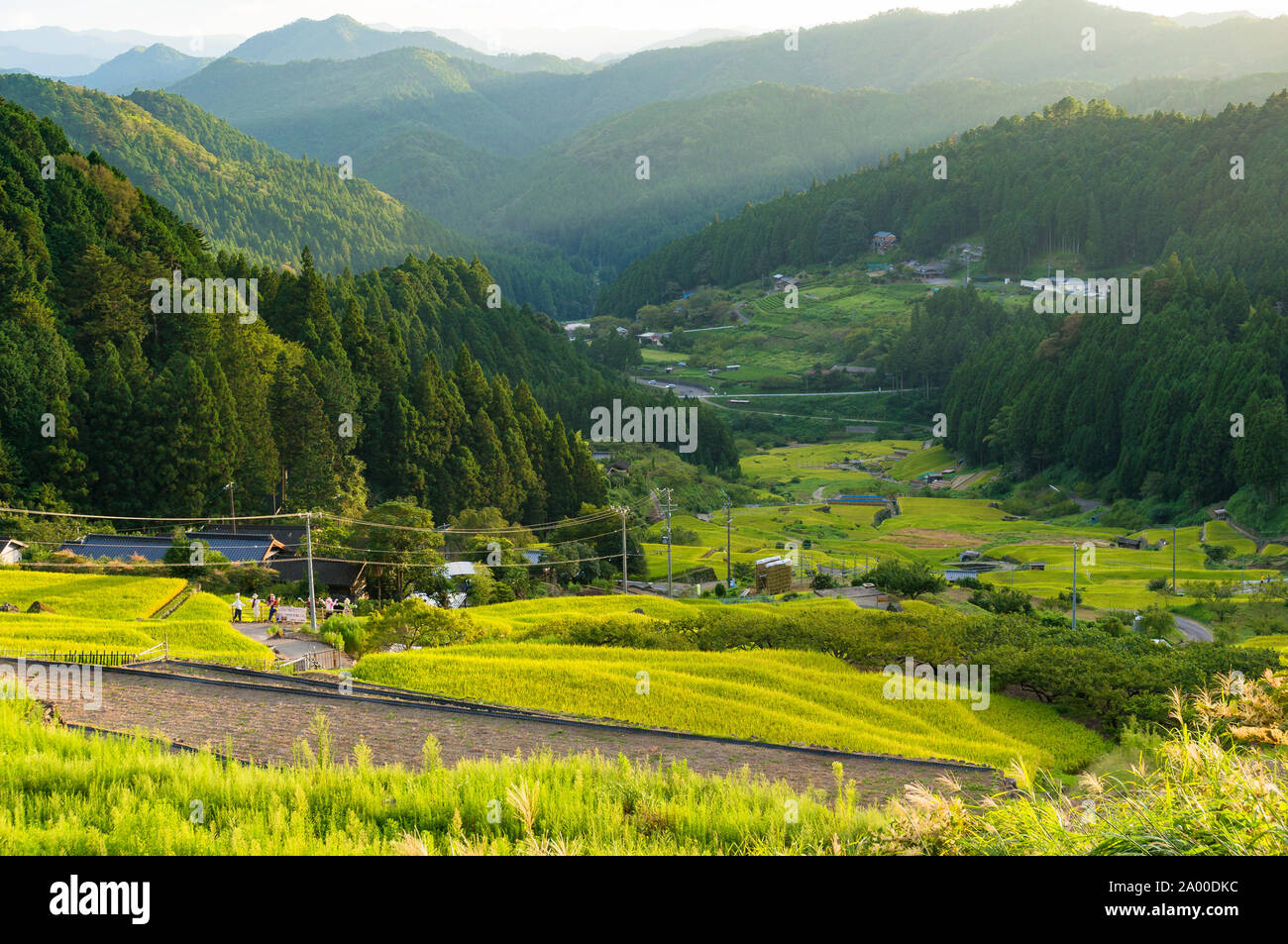 Japanese rice terrace hi-res stock photography and images - Alamy