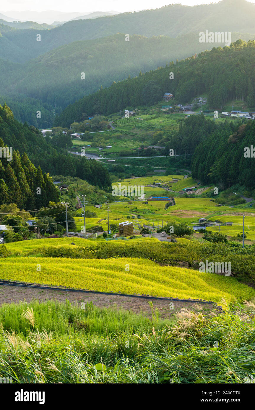Beautiful rice terraces, paddy field in mountain forest. Yotsuya, Aichi ...