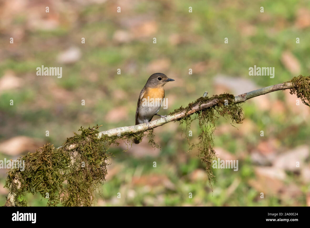 Blue throated blue flycatcher, female, Cyornis rubeculoides at Sattal ...
