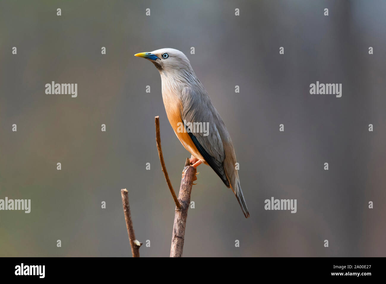 Chestnut tailed Starling, Sturnia malabarica at Sattal in Nainital ...