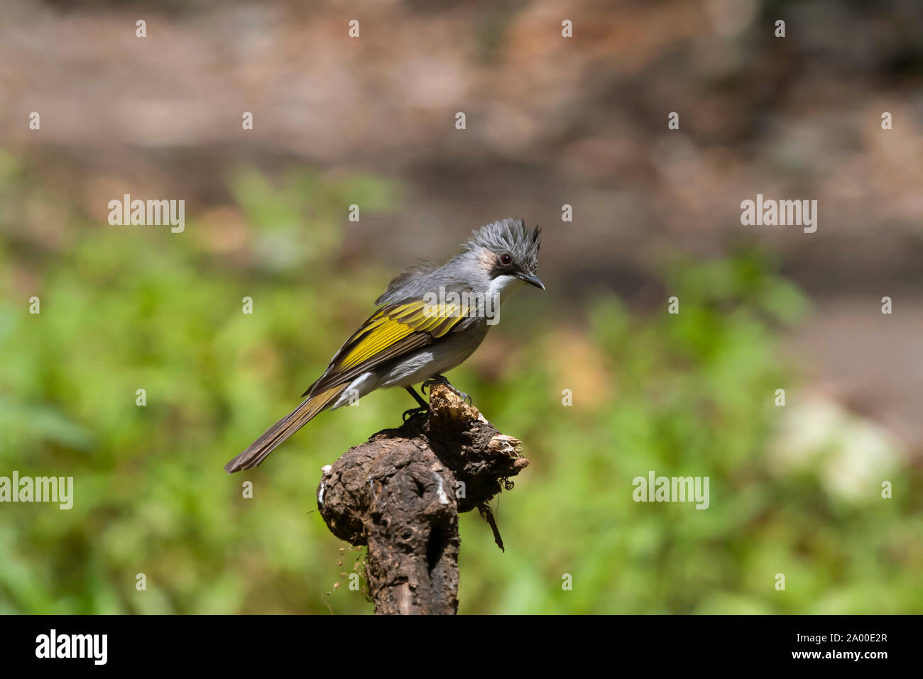Bulbul species of india hi-res stock photography and images - Alamy