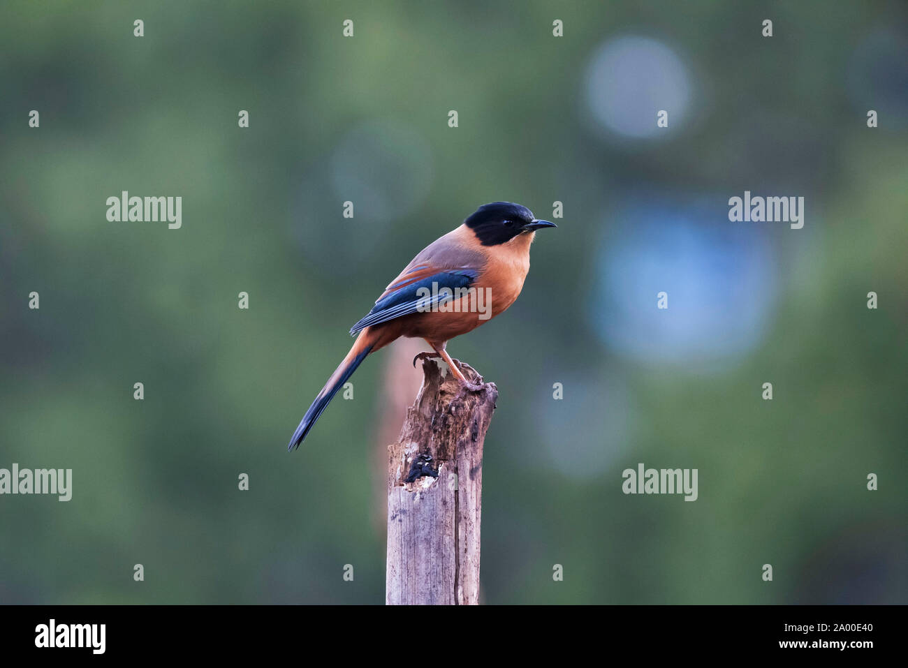 Rufous Sibia, Heterophasia capistrata at Sattal in Nainital ...