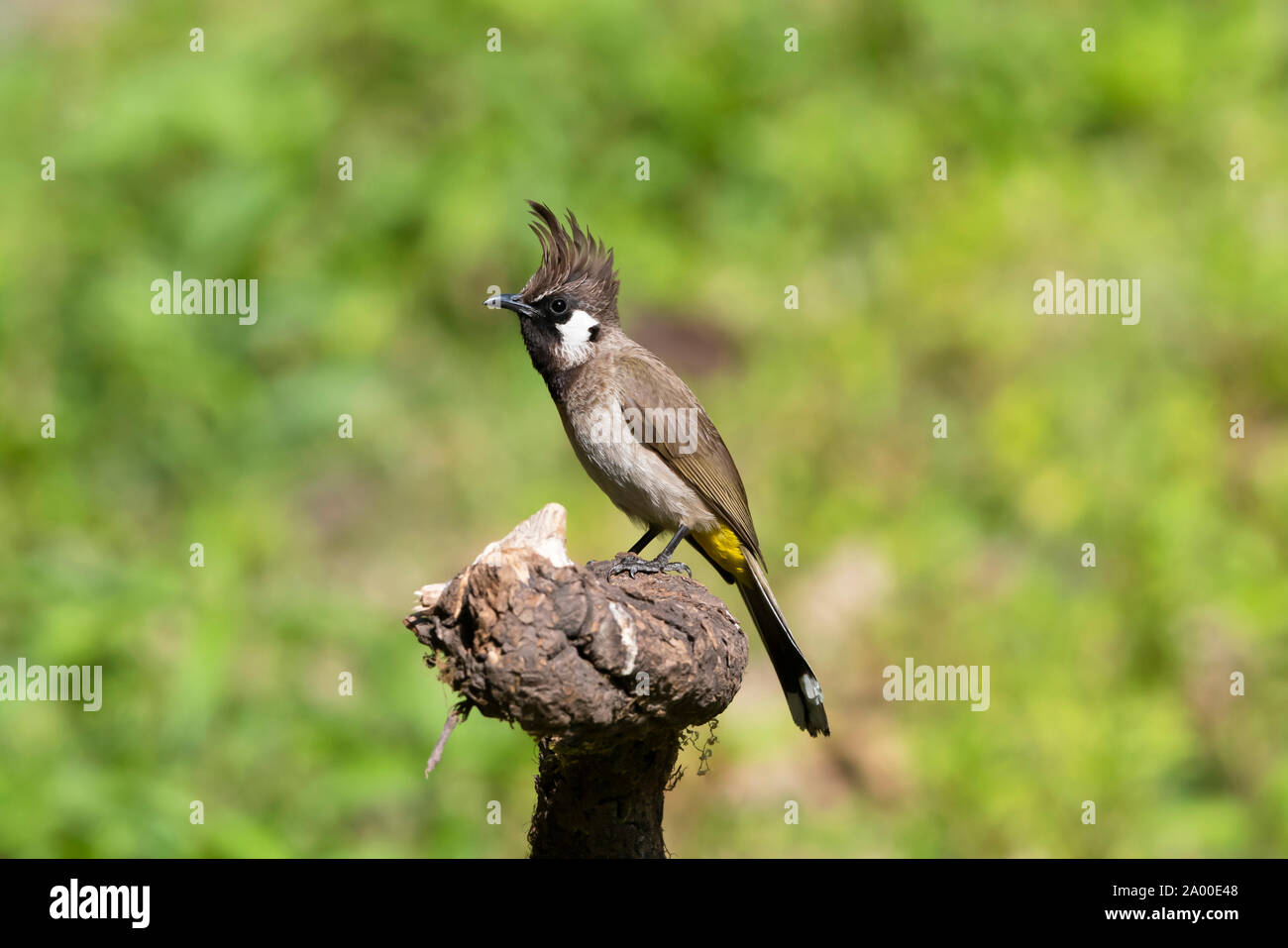 Himalayan Bulbul, Pycnonotus leucogenys at Sattal in Nainital ...