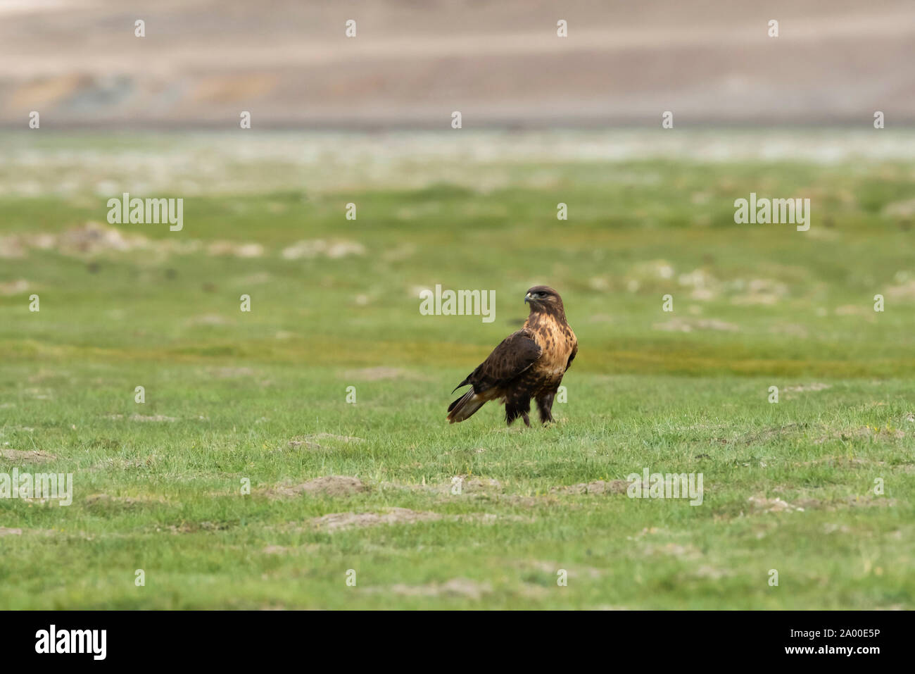 Upland Buzzard, Buteo hemilasius at Hanle, Leh Ladakh in Jammu and ...