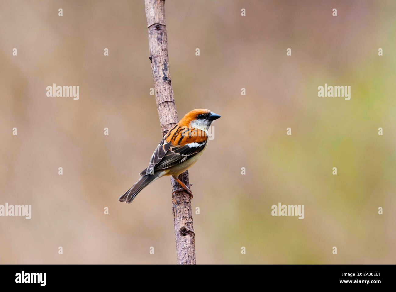 Russet sparrow, Passer cinnamomeus at Sattal in Nainital Uttarakhand ...