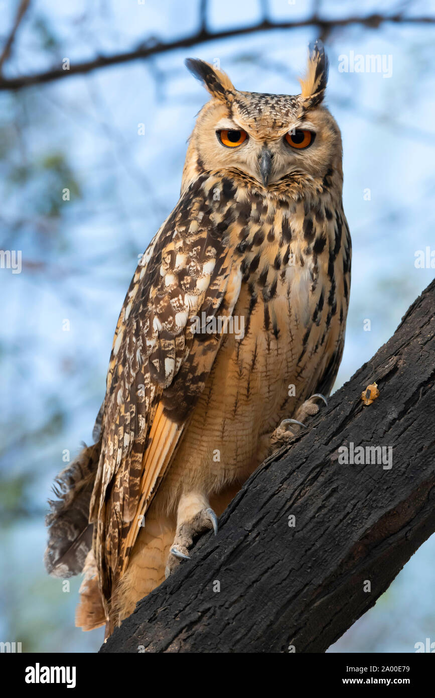 Indian eagle owl, Bubo bengalensis at Blackbuck National Park in Velavadar, Gujarat, India Stock ...