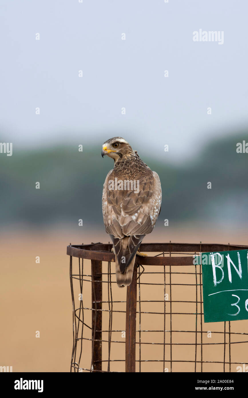 White eyed buzzard, Butastur teesa at Blackbuck National Park ...