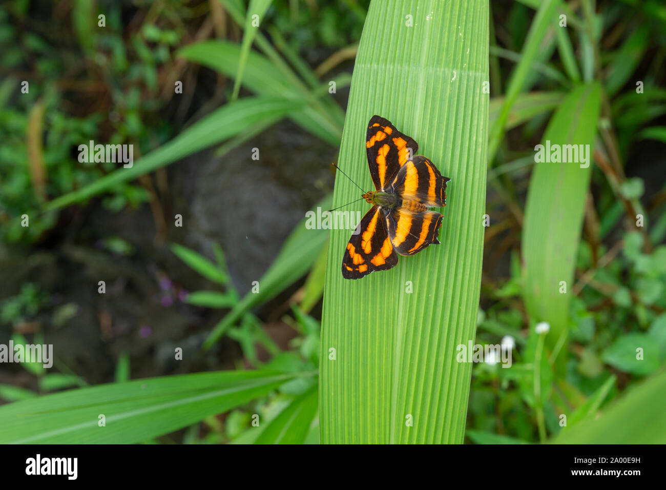 Common jester butterfly hi-res stock photography and images - Alamy