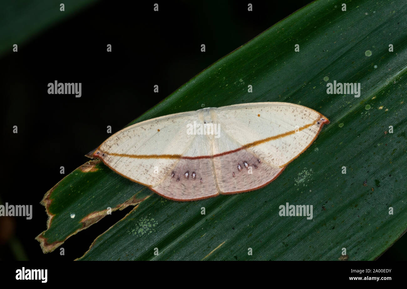 Uraniidae family hi-res stock photography and images - Alamy