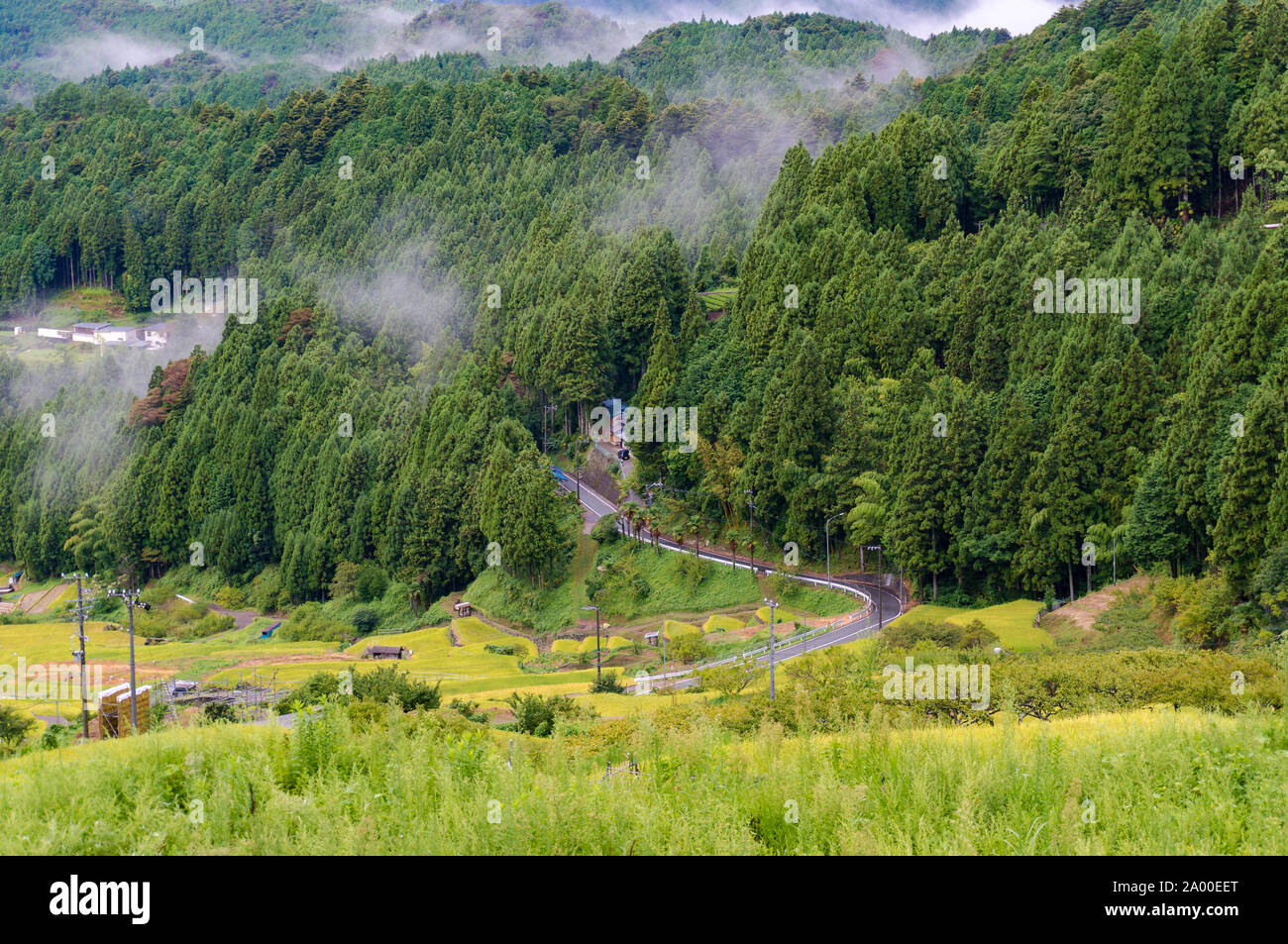 Rural windy road among rice fields and forest. View from above. Aerial ...