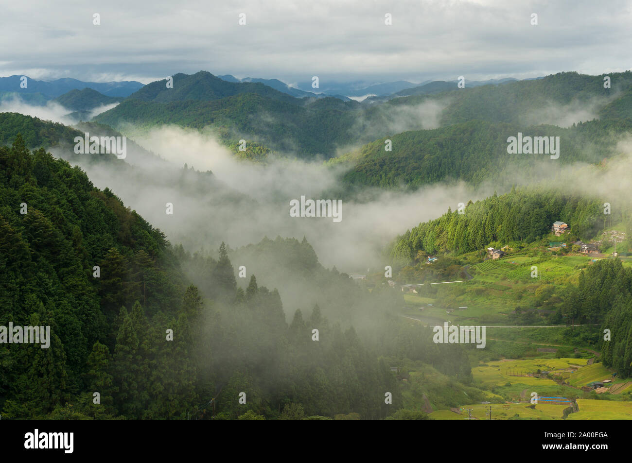 Japanese rural landscape of mountain rice farms on foggy morning ...