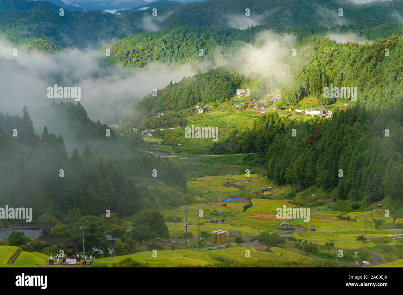 Japanese tree farming hi-res stock photography and images - Alamy