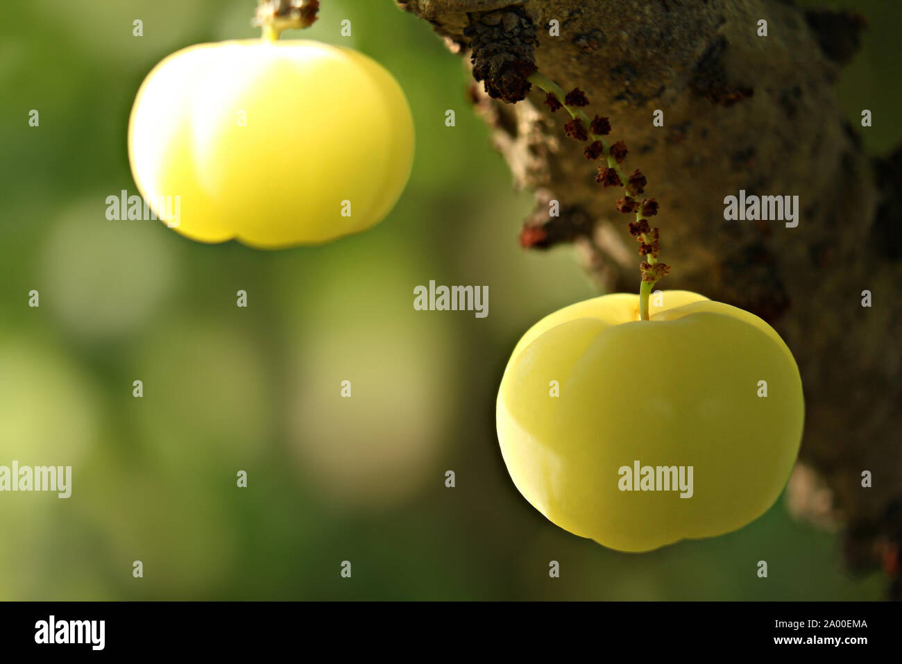 Star gooseberry hi-res stock photography and images - Alamy
