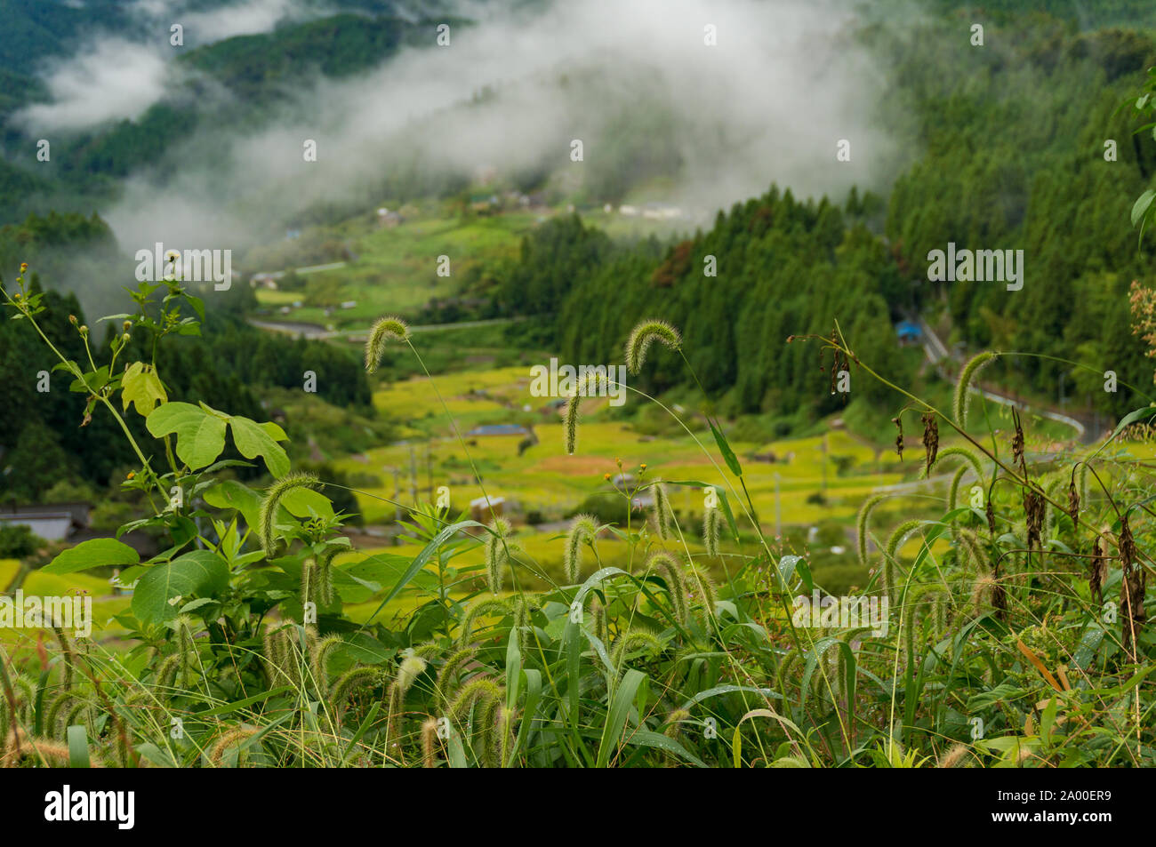 Rice weeds hi-res stock photography and images - Alamy