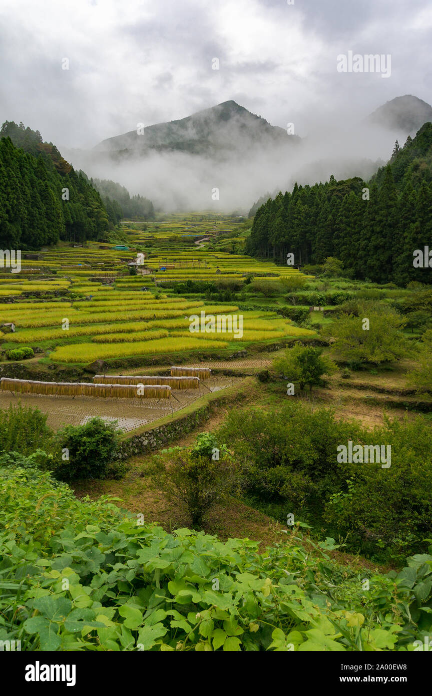 Rice terraces of Youtsuya village on foggy morning with mountain ...